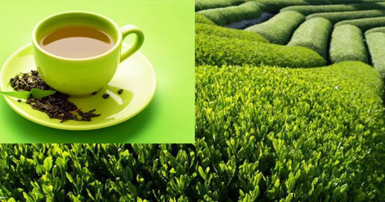 Pirja e çajit jeshil zvogëlon rrezikun e vdekjes nga sëmundjet e zemrës