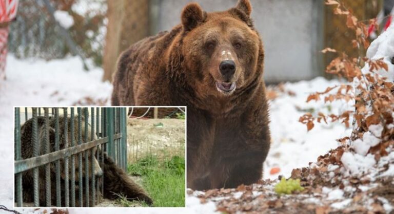 “Rob për 20 vite”, CNN për ariun e shpëtuar në Shqipëri: Marku tashmë ...