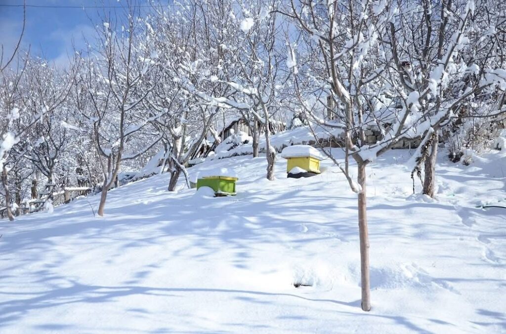 Borë, ftohtë dhe bukuri! (foto)
