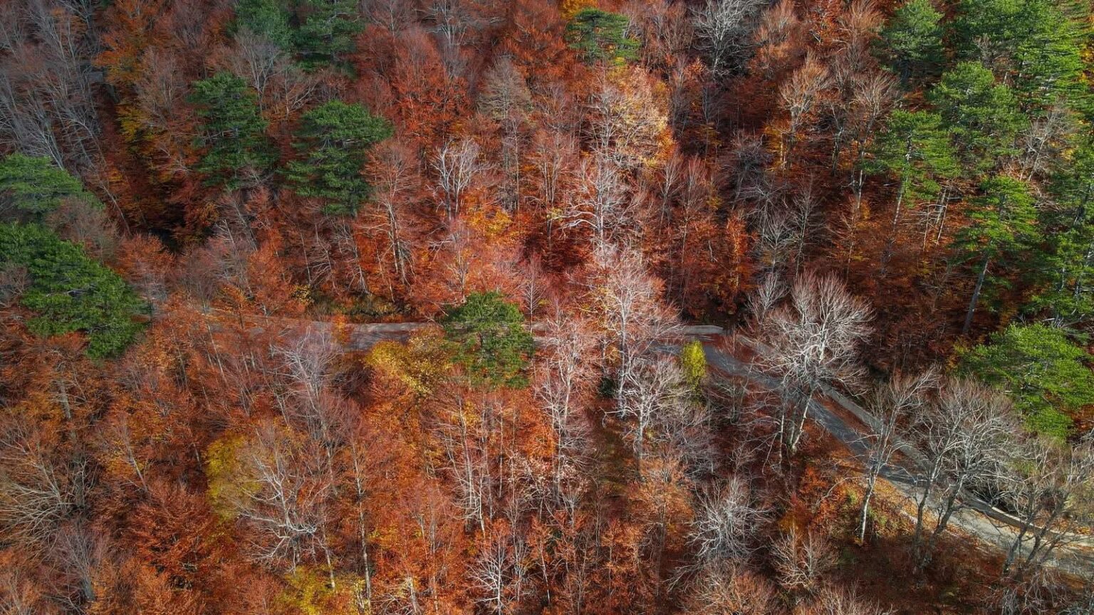 Vjeshta në Qafështamë, Rama poston fotot si pikturë